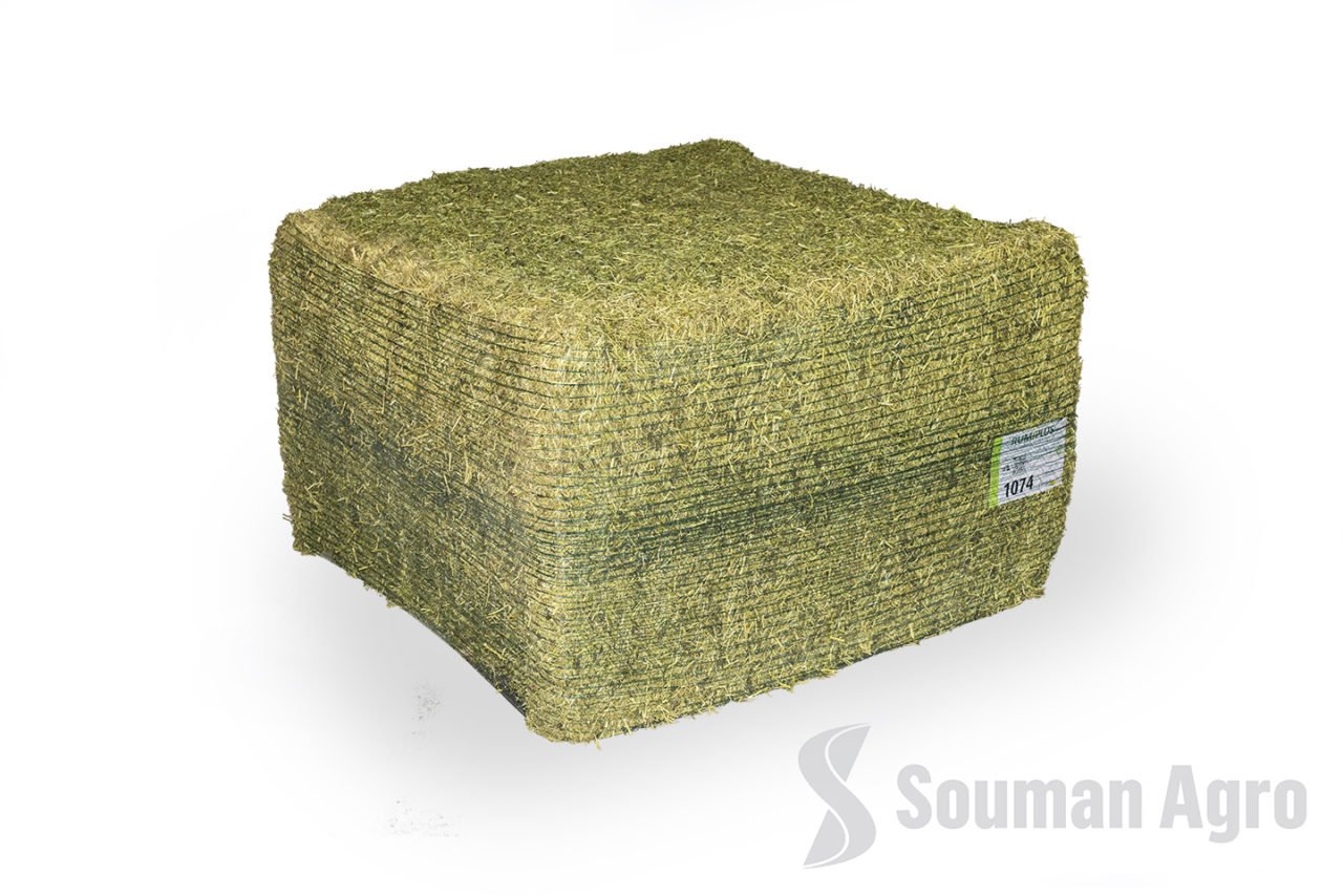 Rumiplus luzerne - Souman Agro