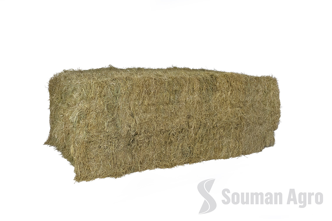 Veldbeemd - Souman Agro